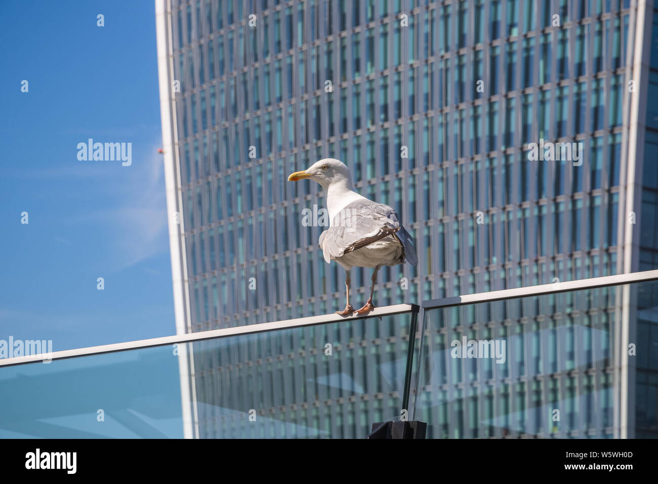Seagull in front of modern skyscraper 20 Fenchurch Street in London ...