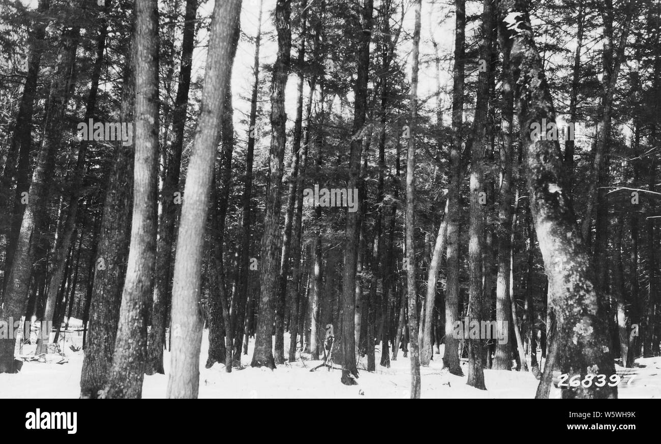 Photograph of a Hardwood and Hemlock Virgin Stand; Scope and content ...
