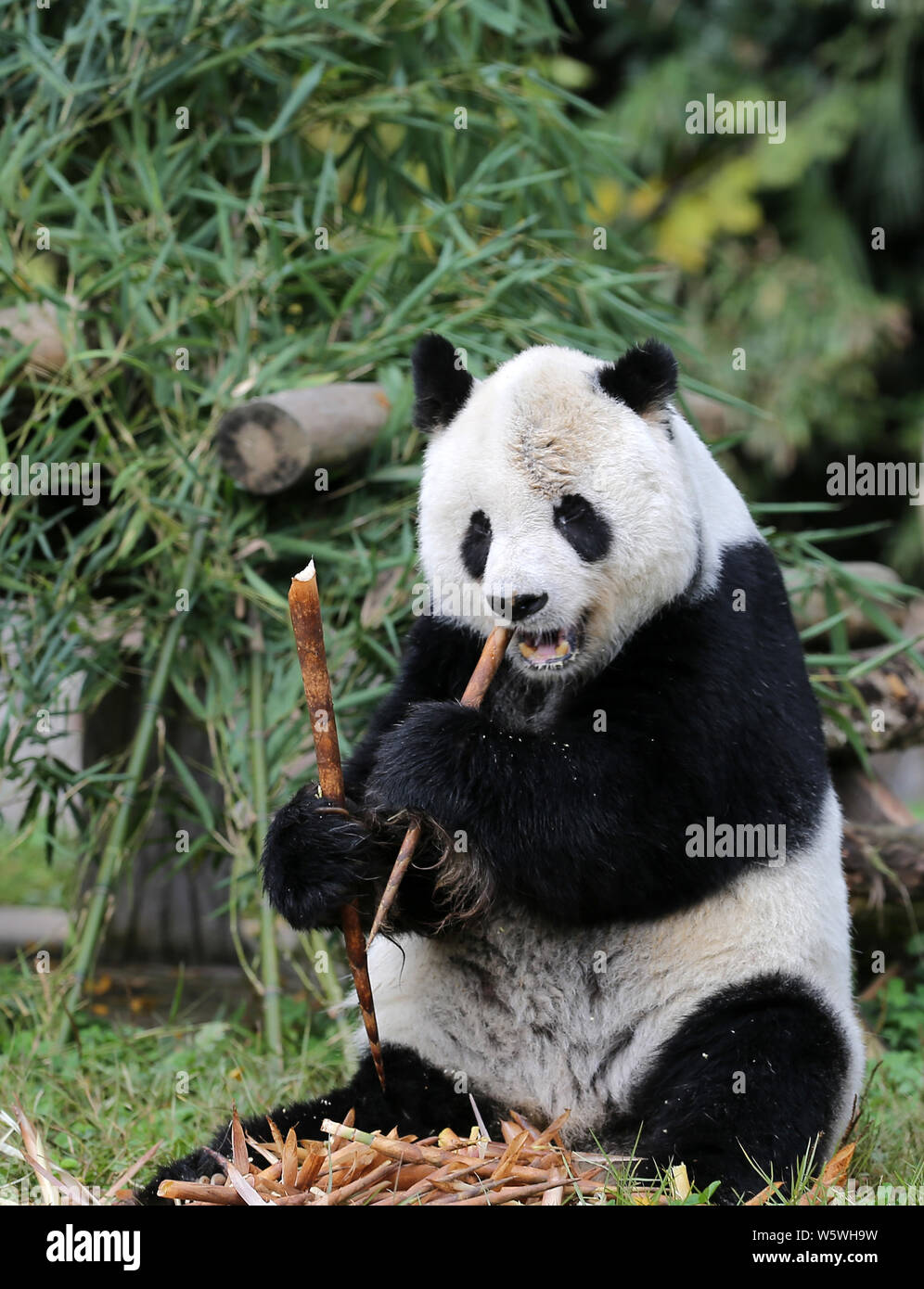 Senior giant panda Gao Gao, who finished his 15 years of sojourn at the ...