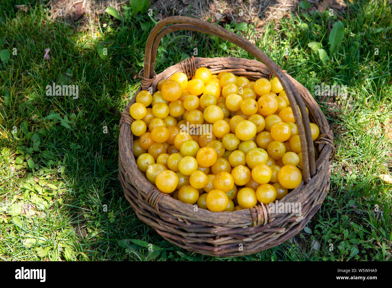 organic yellow plums mirabelle in a basket Stock Photo - Alamy