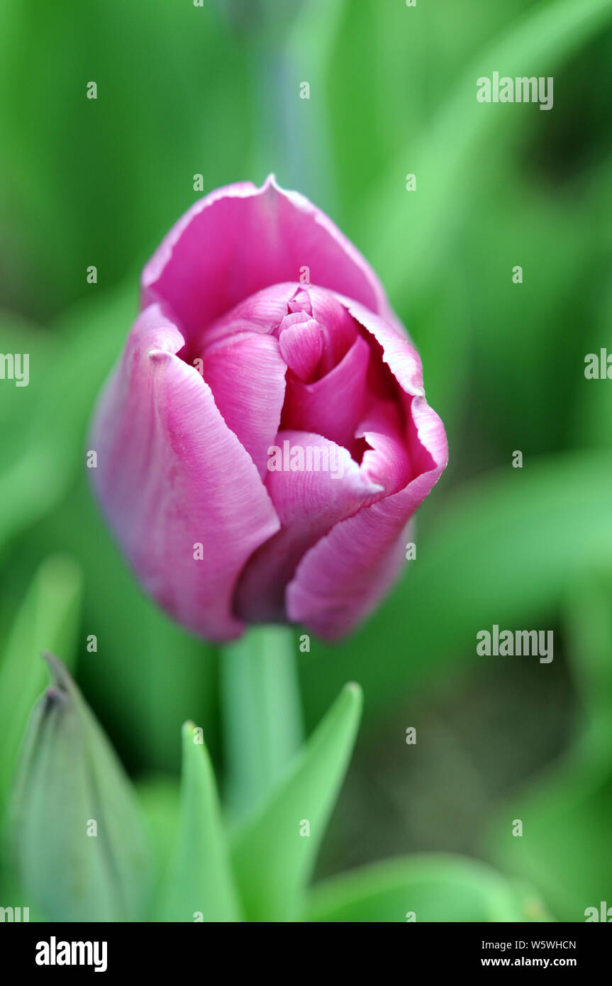 top view single purple tulip in garden on daytime Stock Photo - Alamy