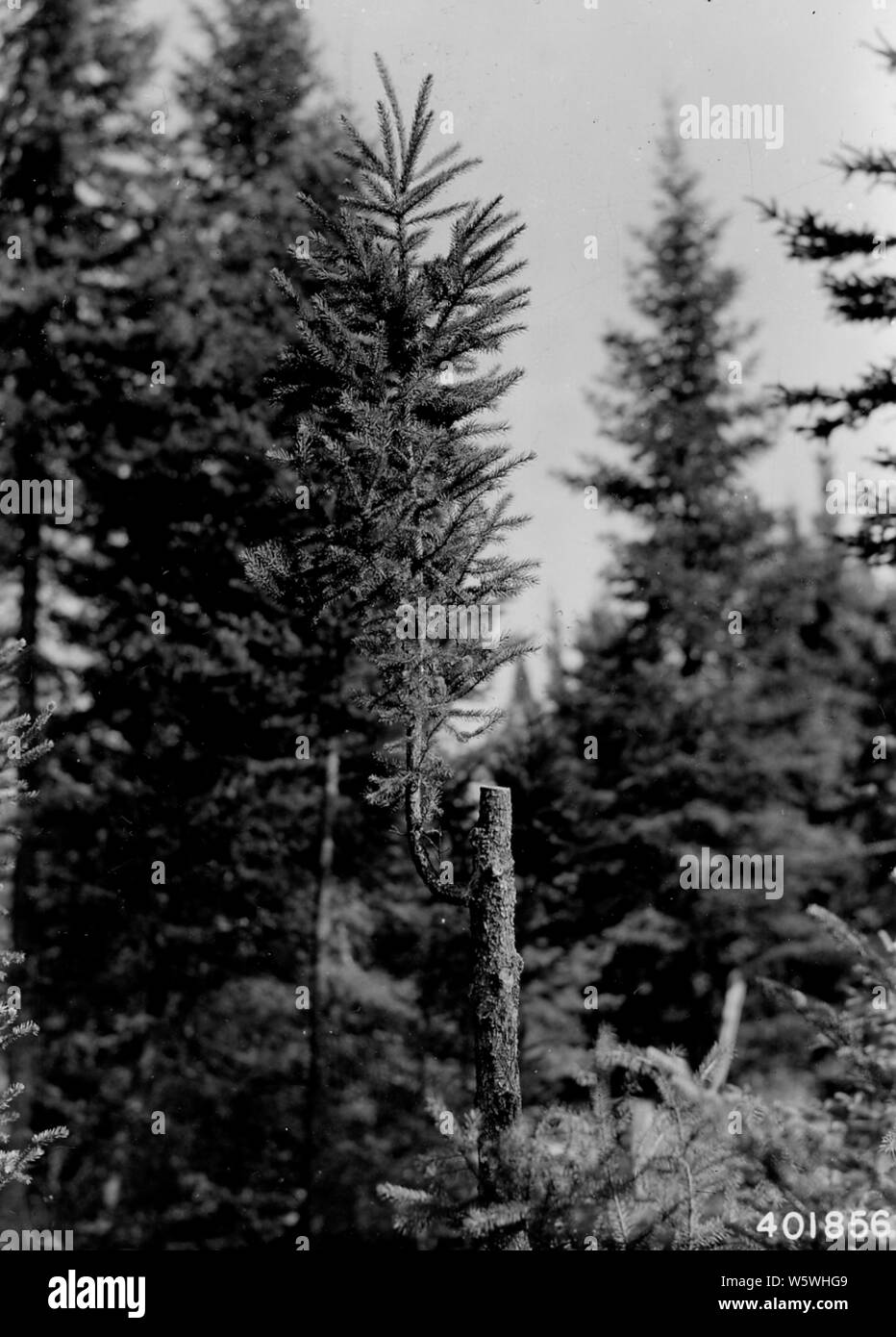 Photograph of a New Christmas Tree Growing out of a High Stump; Scope ...