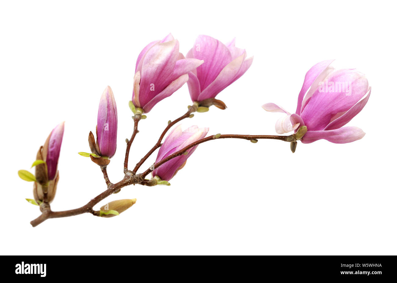 pink magnolia flower isolated on white background Stock Photo - Alamy