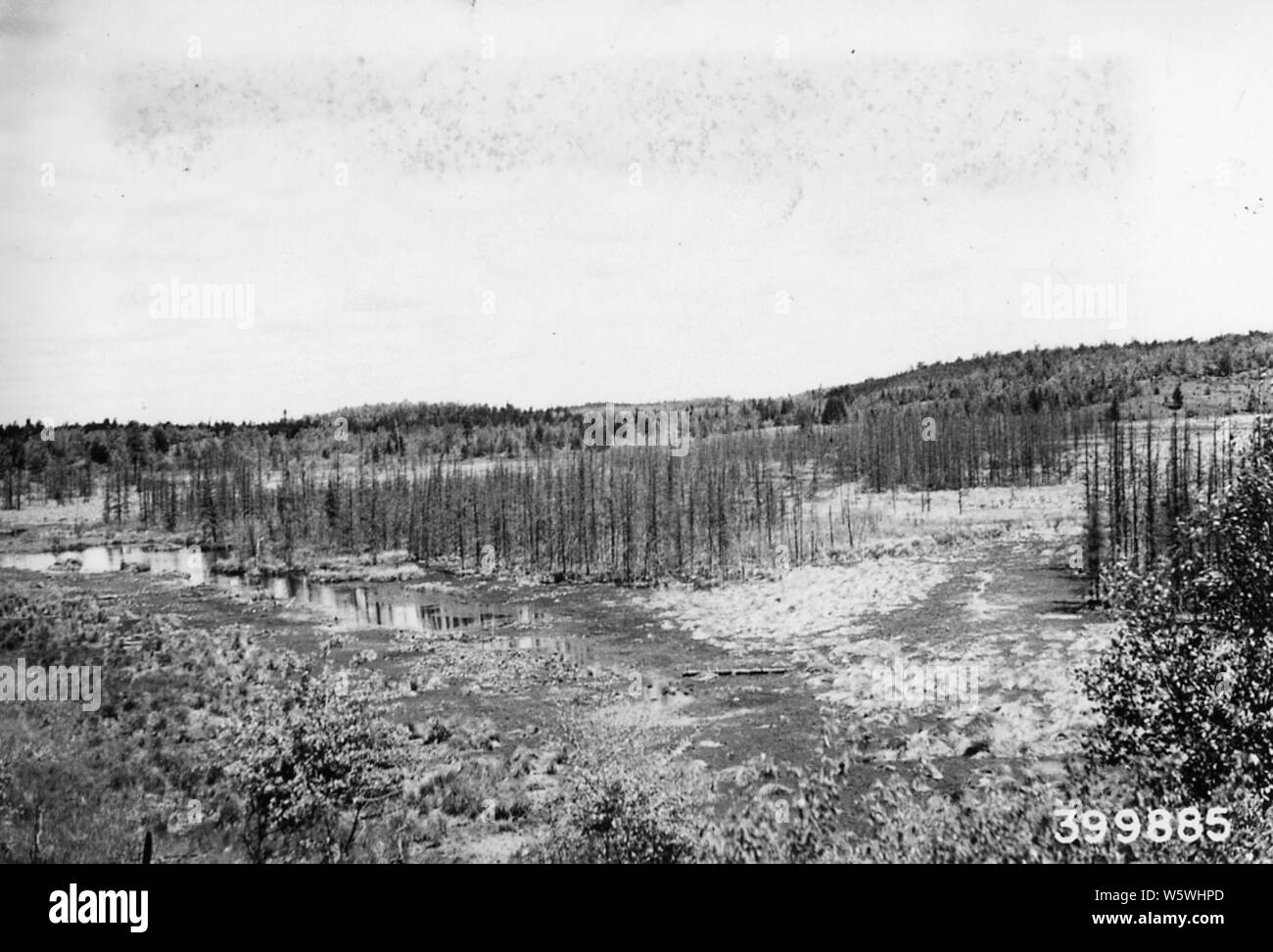 Photograph of a Typical Black Spruce Tamarack Muskey Swamp; Scope and ...