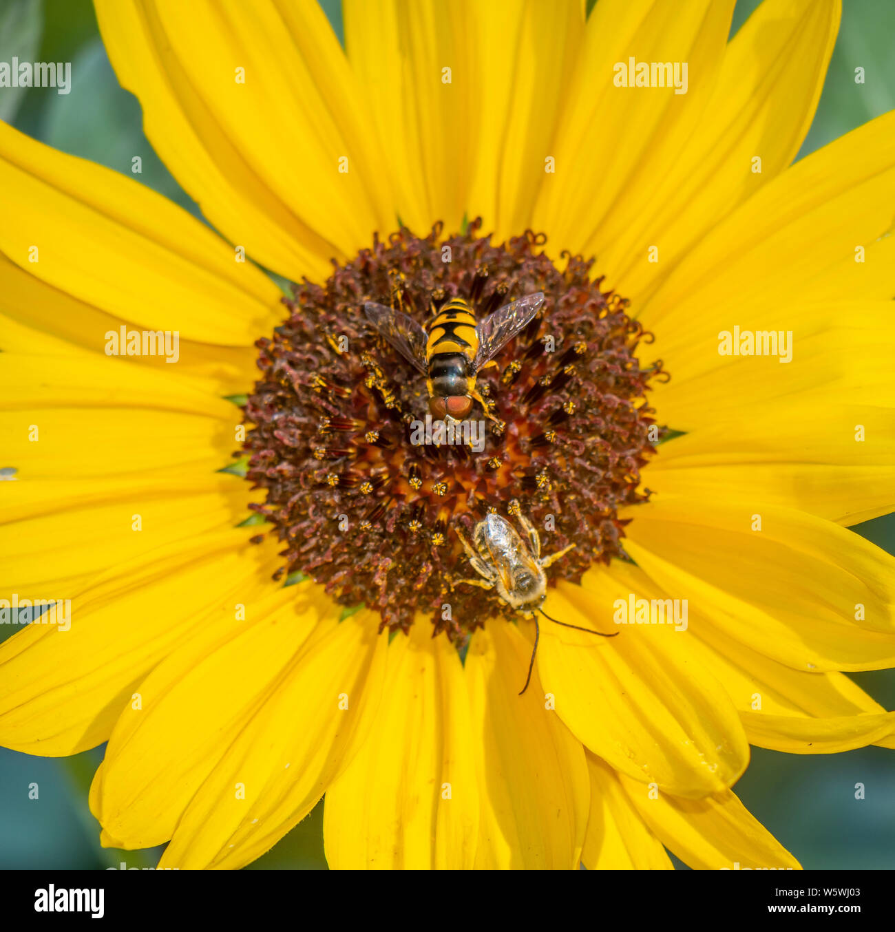 Helianthus annuus, the common sunflower, is a large annual plant of the ...