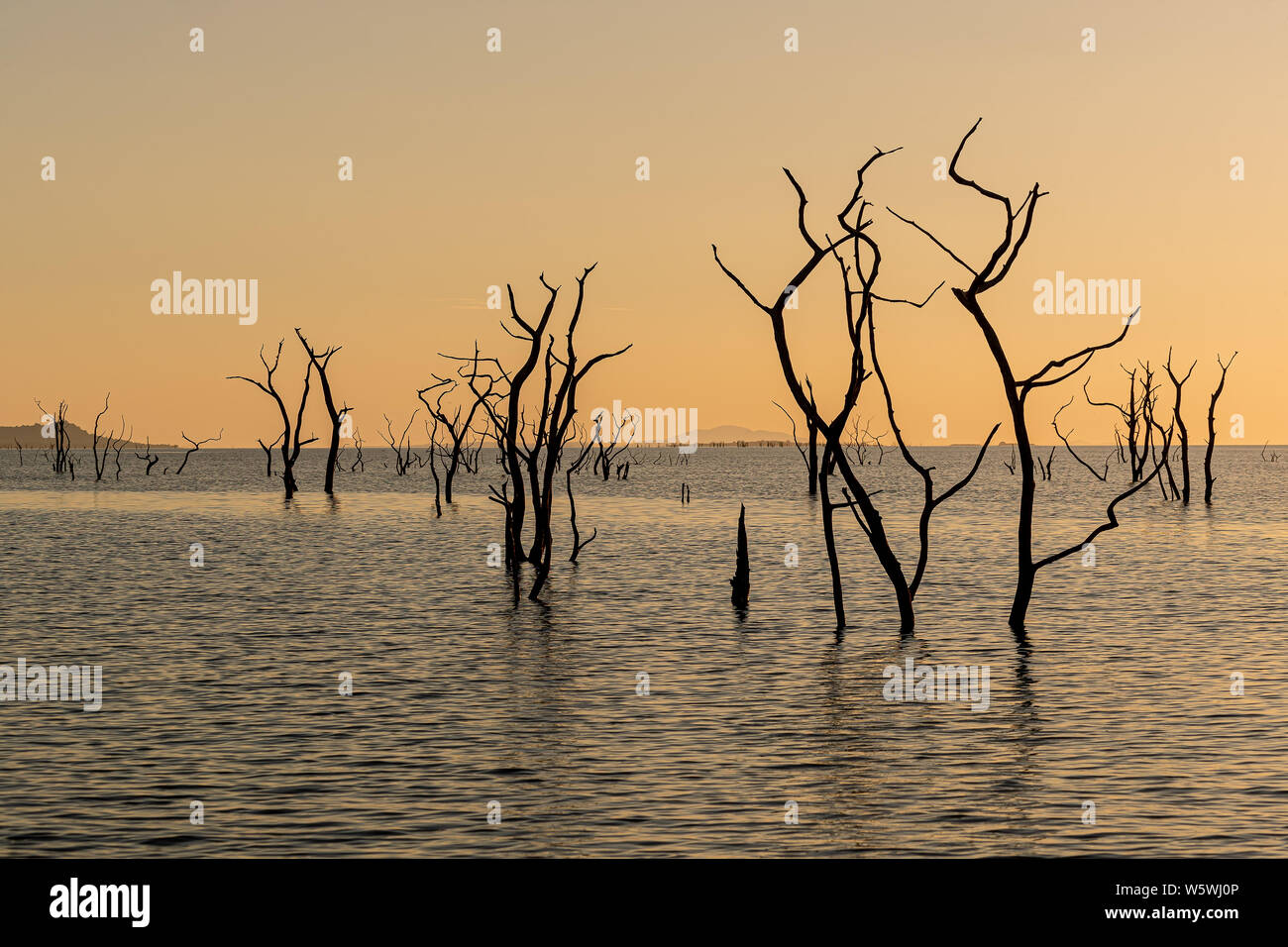 Tree lake kariba hi-res stock photography and images - Alamy
