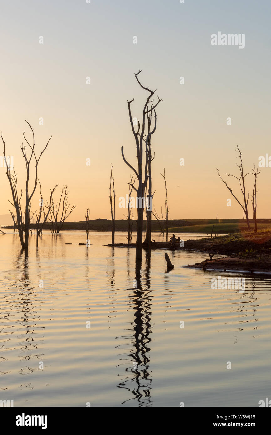 Trees at the shoreline Stock Photo - Alamy