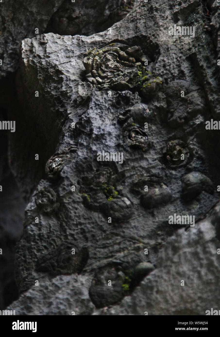 The "stone flowers", which are chert nodules, blossom at the Changshou ...