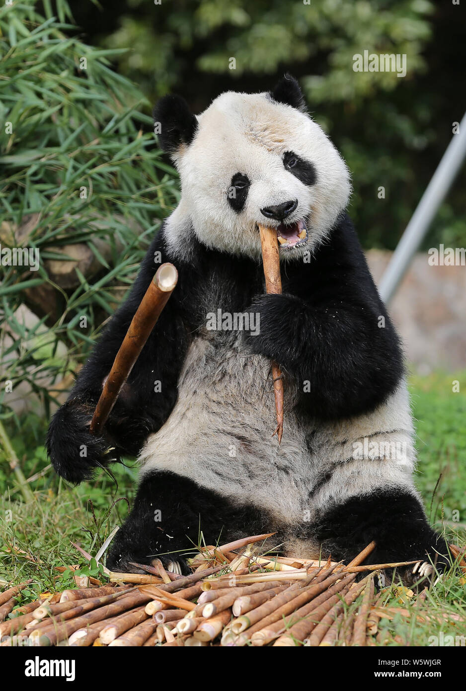 Senior giant panda Gao Gao, who finished his 15 years of sojourn at the ...