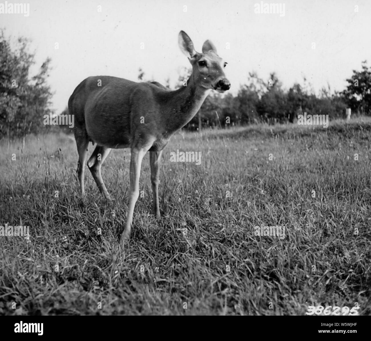 Photograph of an Old Doe with a Long Ewe Neck; Scope and content ...