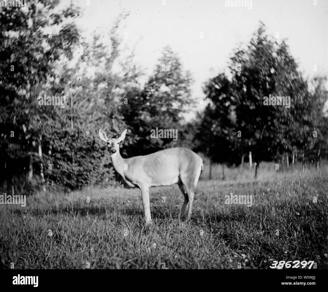 Photograph of an Old Doe with a Long Ewe Neck; Scope and content ...