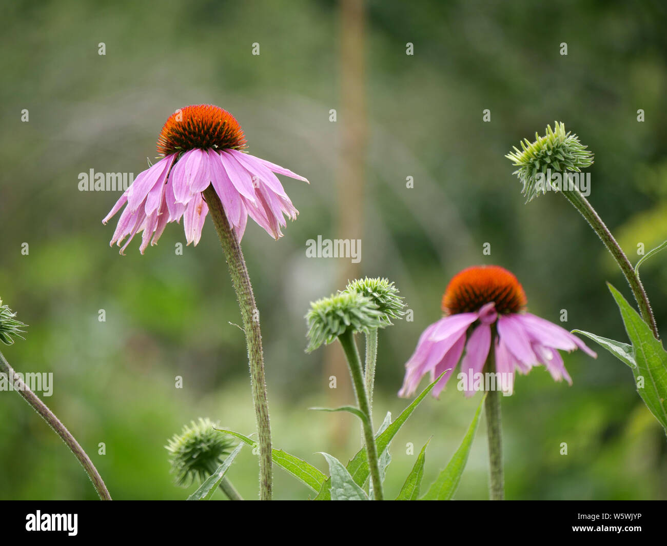 Coneflowers echinacea purpurea in hi-res stock photography and images ...