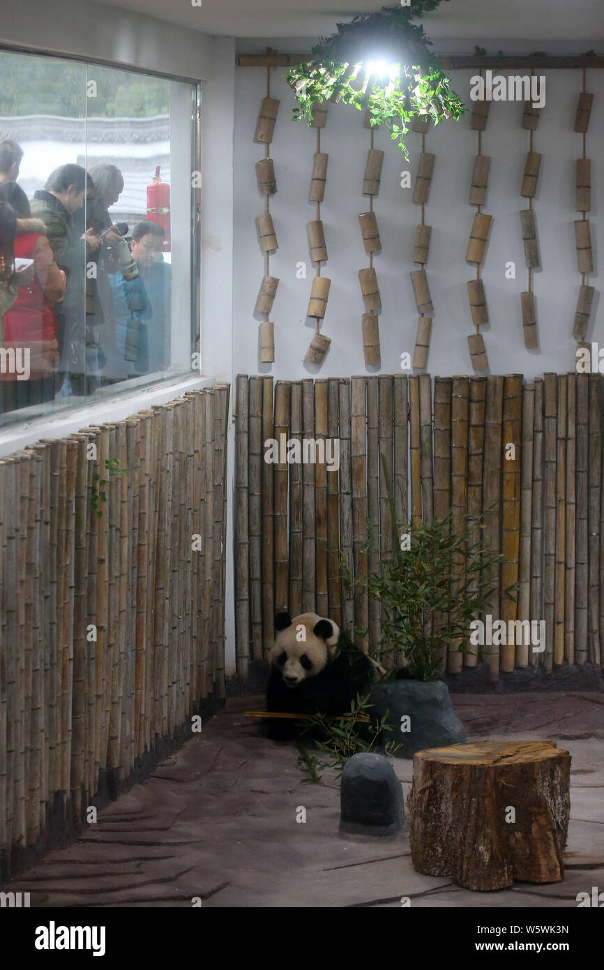 One of the Giant pandas "Hualong" and "Huihui" from Sichuan's China ...