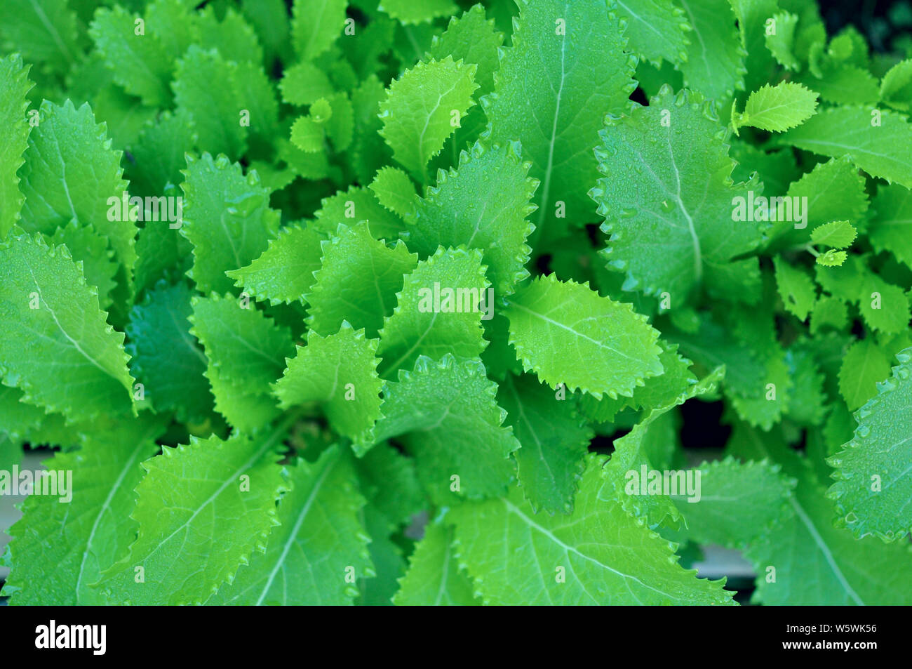 top view of young cabbage trees in garden Stock Photo - Alamy