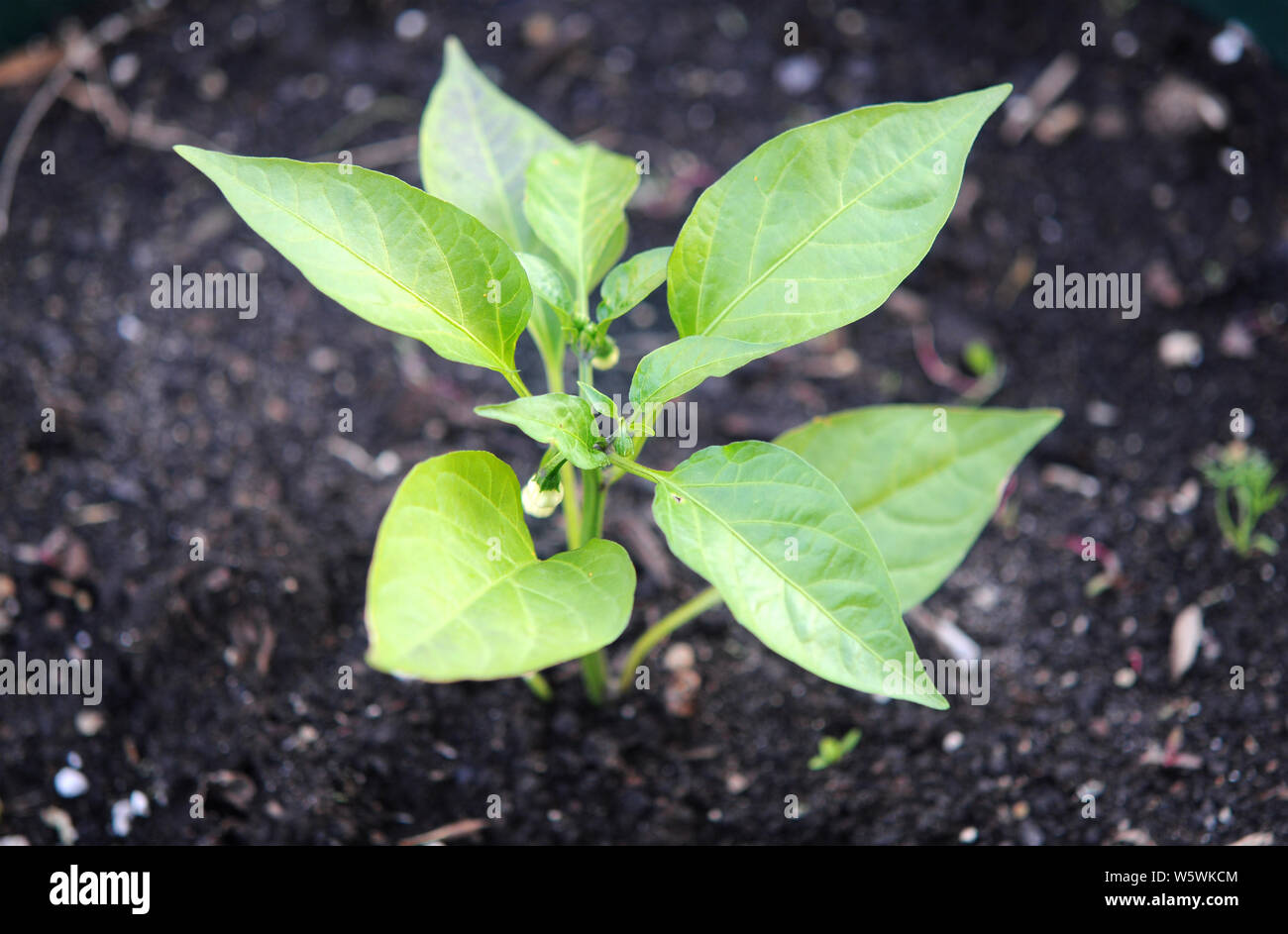Tree plating hi-res stock photography and images - Alamy