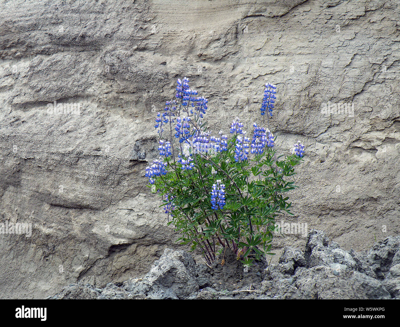Alaskan purple lupine plant growing in rock Stock Photo - Alamy