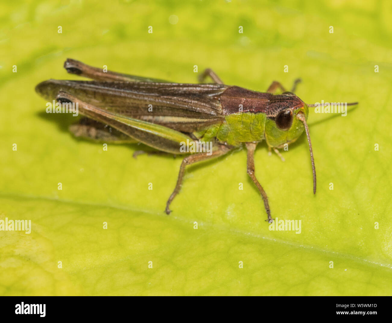 Insect edible 2019 hi-res stock photography and images - Alamy