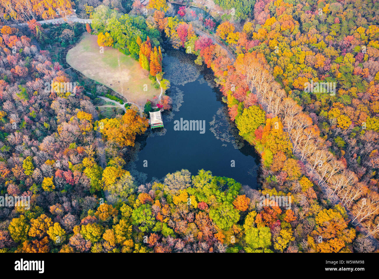 An aerial view of the colorful autumn leaves in Zhongshan Park scenic ...