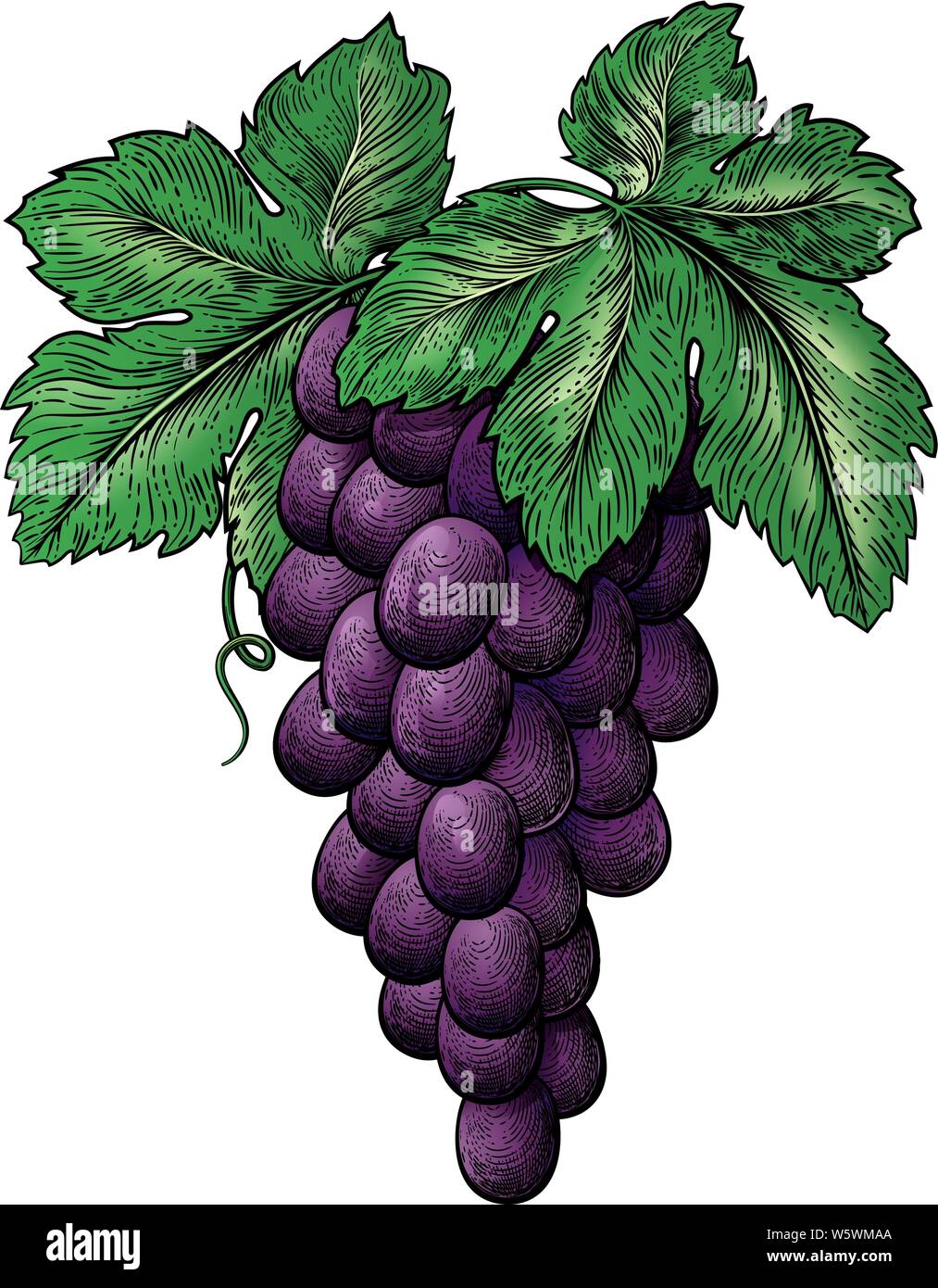 Vine engraved hi-res stock photography and images - Alamy