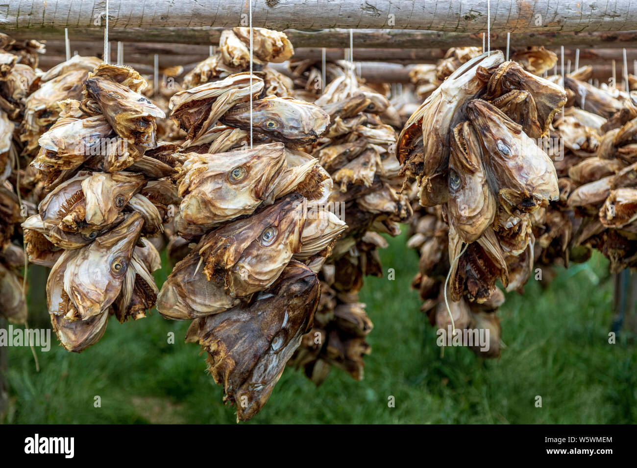 Typical scene in Northern Norway: Cod heads fastened to wooden drying ...