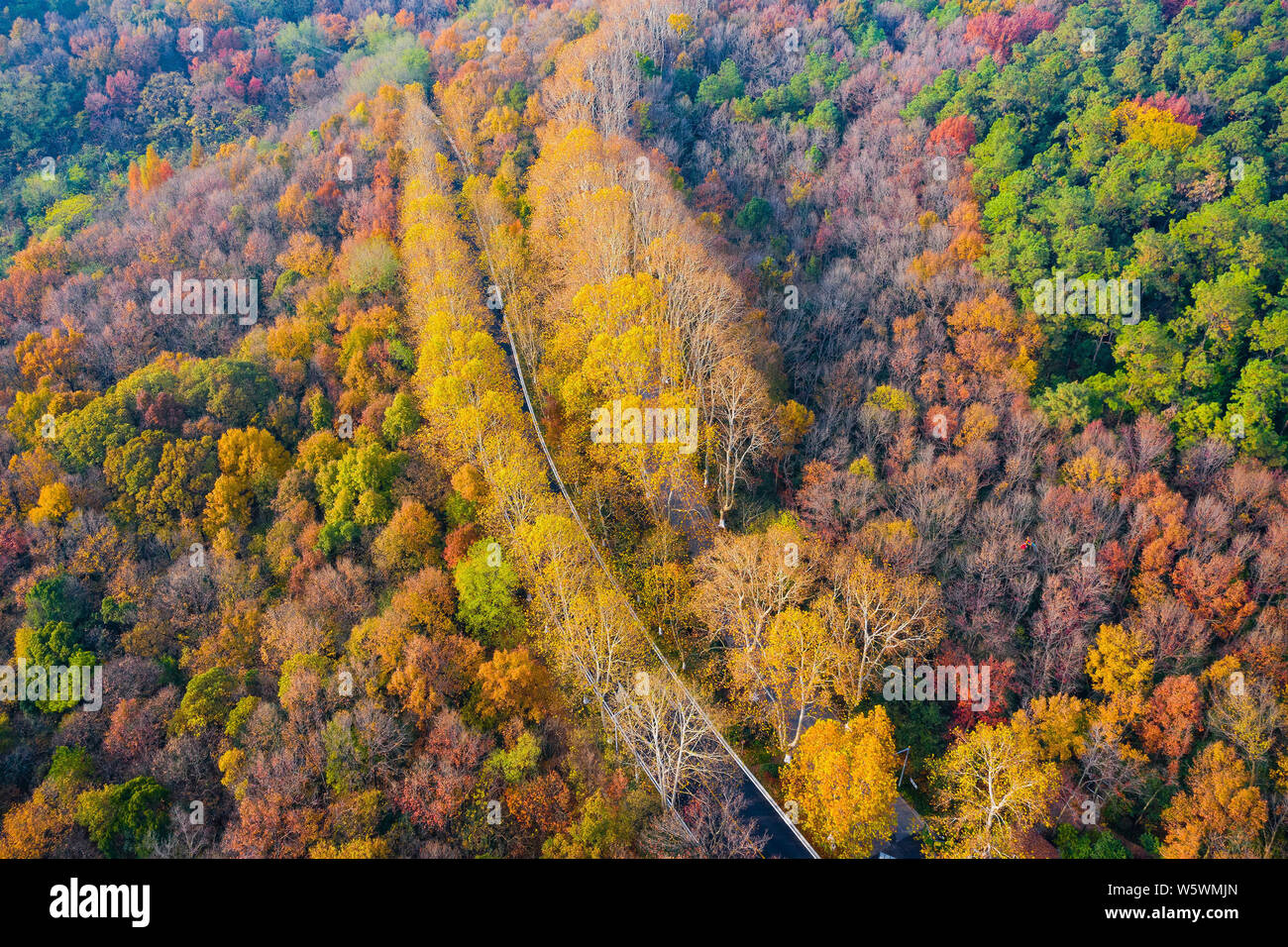 An aerial view of the colorful autumn leaves in Zhongshan Park scenic ...