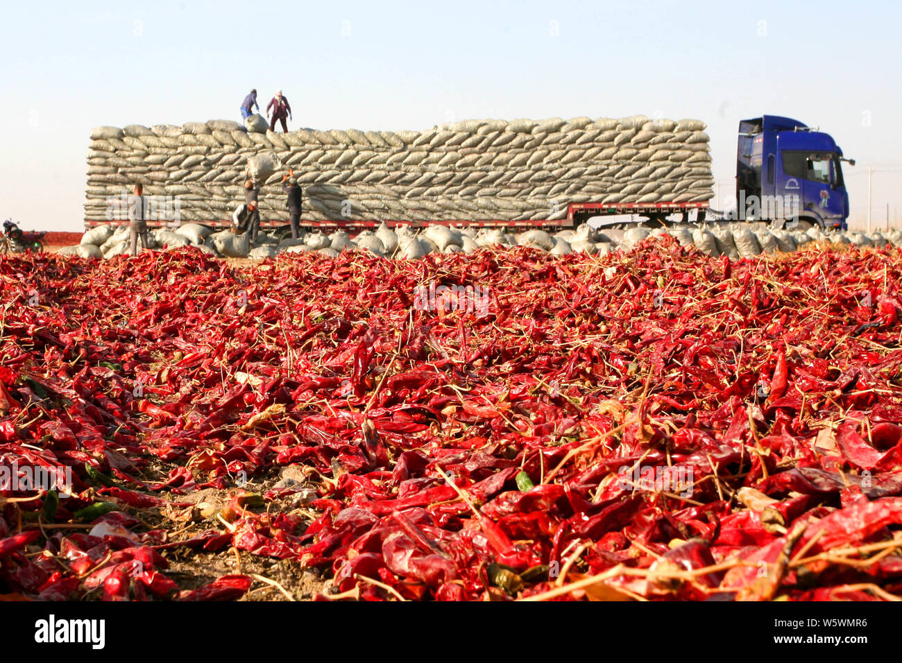Local farmers dry red hot peppers (chili) at the Xinjiang Production ...