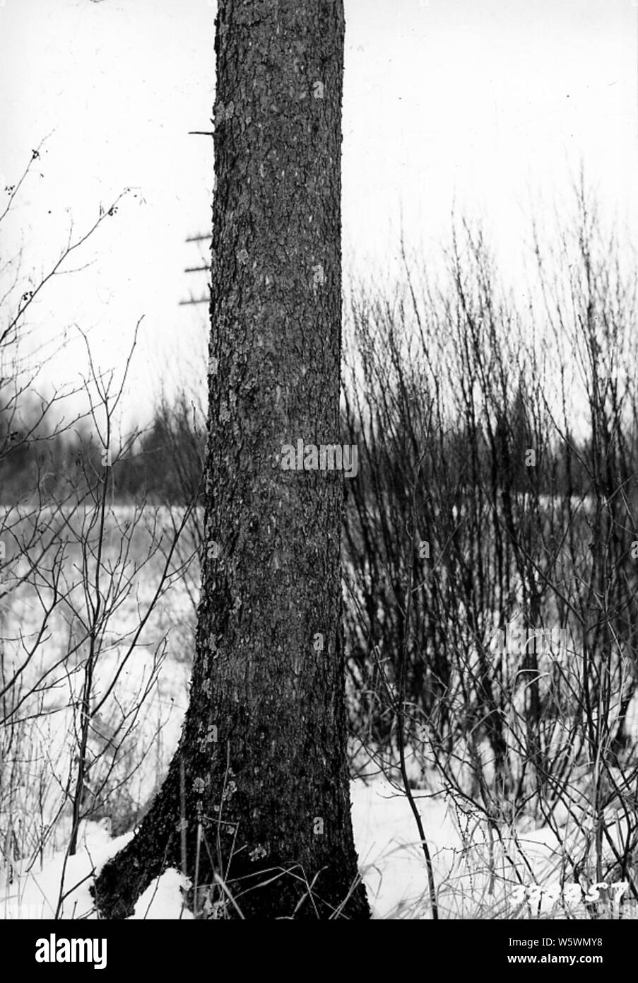 Tamarack larix laricina hi-res stock photography and images - Alamy