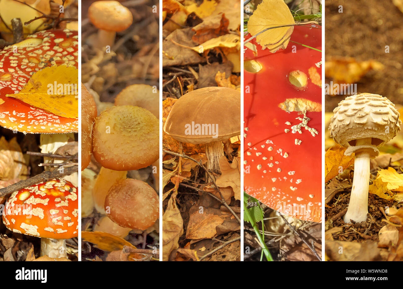 Collage from from poisonous and edible mushrooms, a toadstools ...