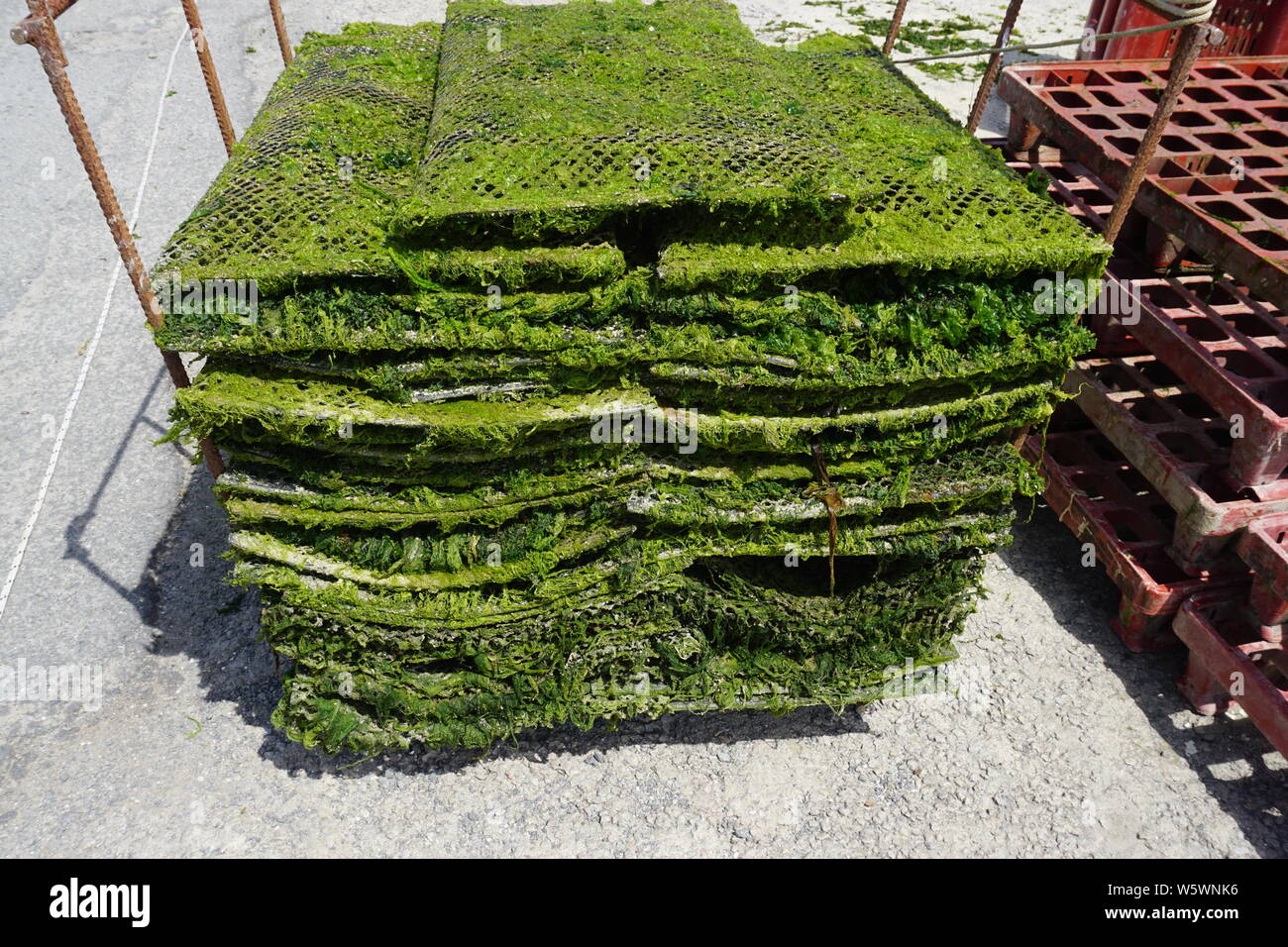 metal racks covered with bright green algae for harvesting oysters on ...
