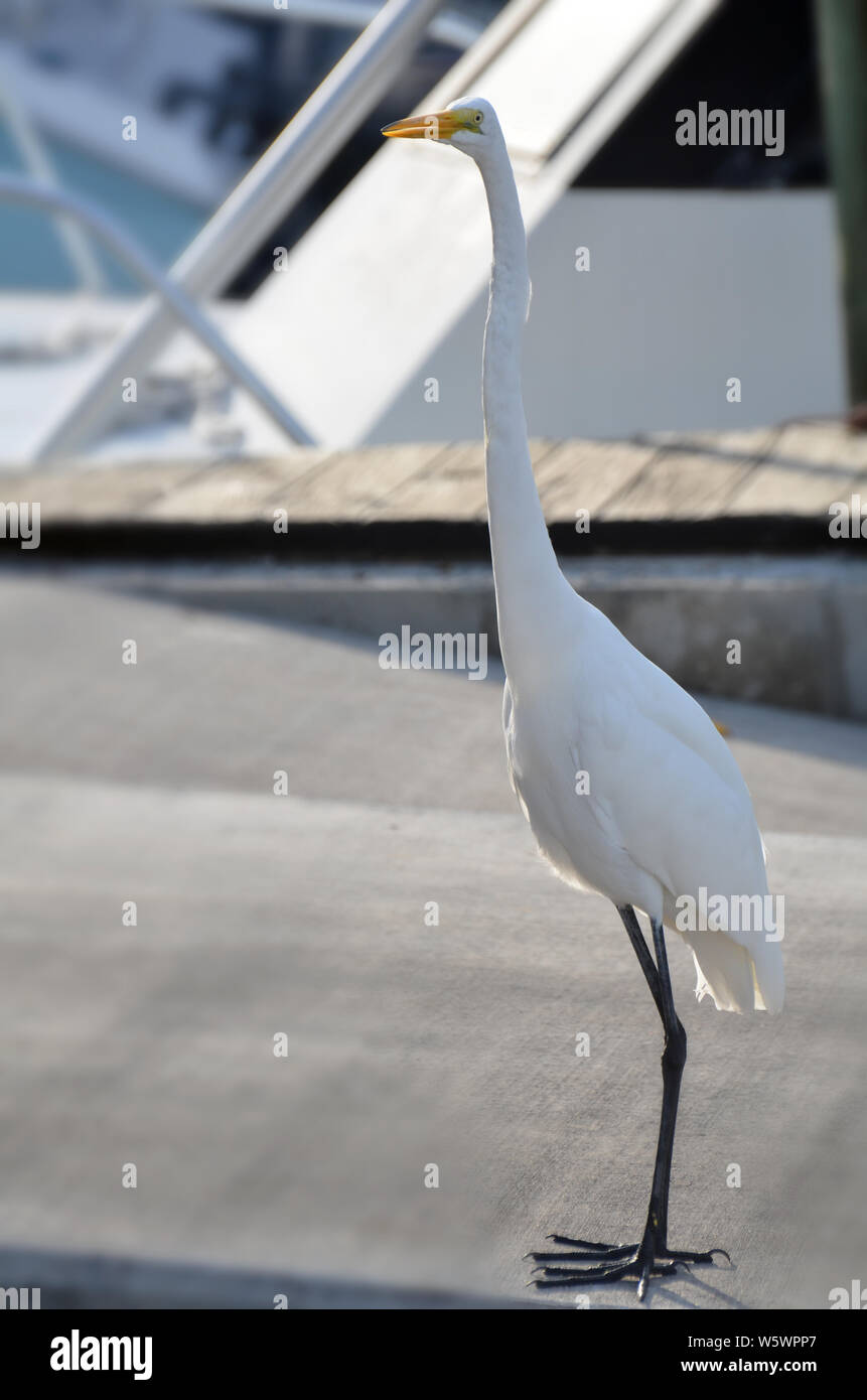 Great white egret standing on dock, with black legs, straight neck ...