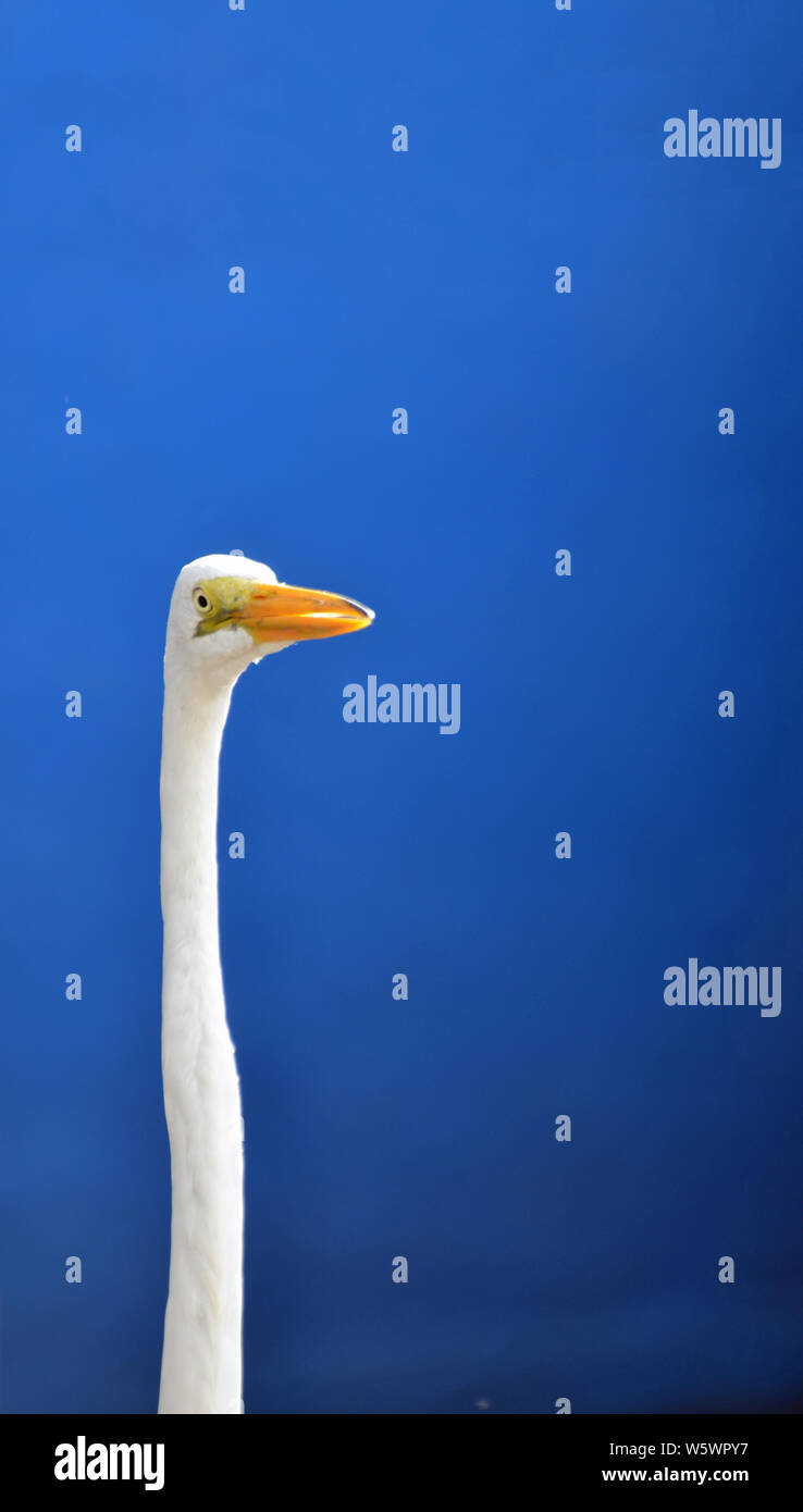 White long neck bird with yellow beak hi-res stock photography and ...