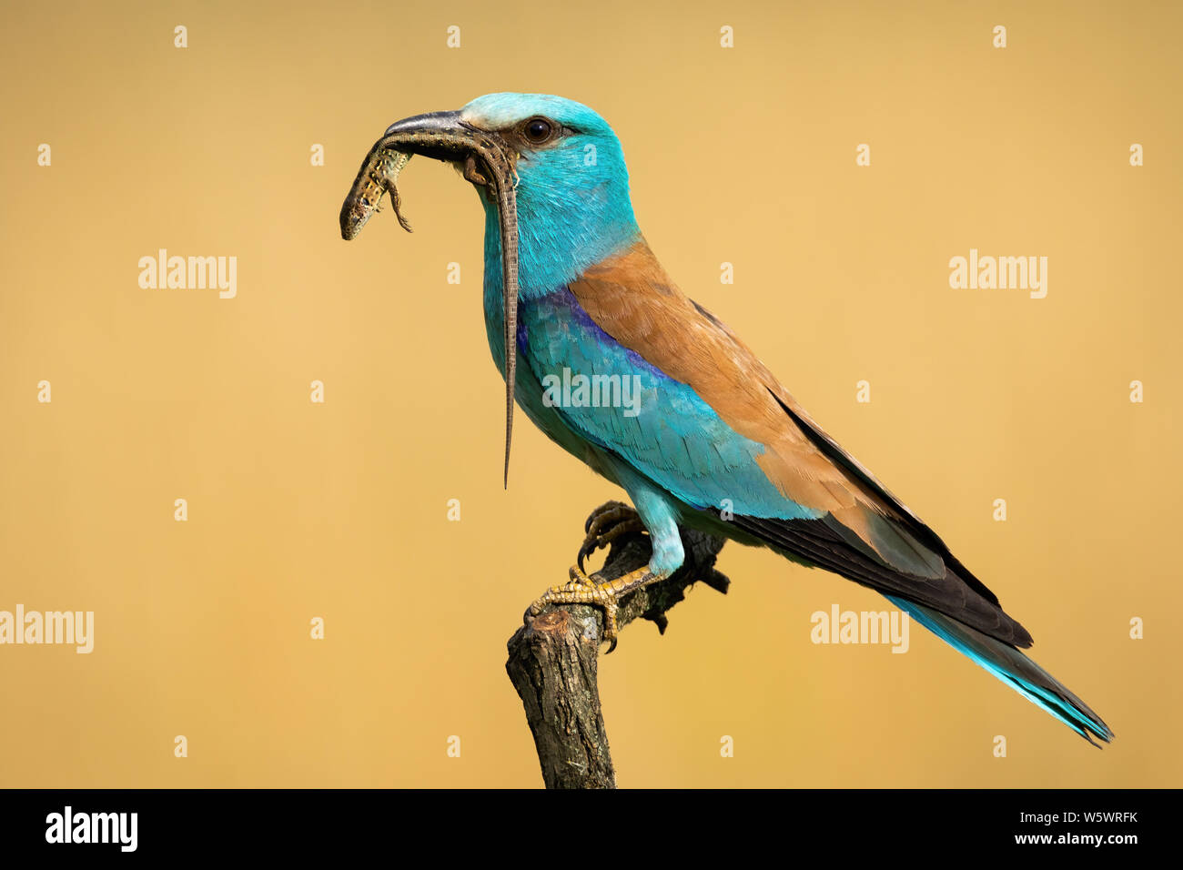 Side view of european roller, coracias garrulus, sitting on a perch ...