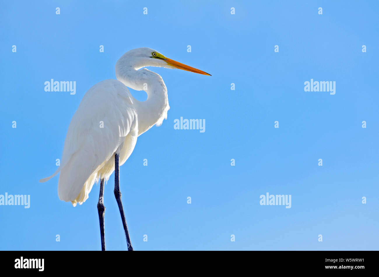 Great white egret, with shiny black legs, bent S-shaped neck, bright ...