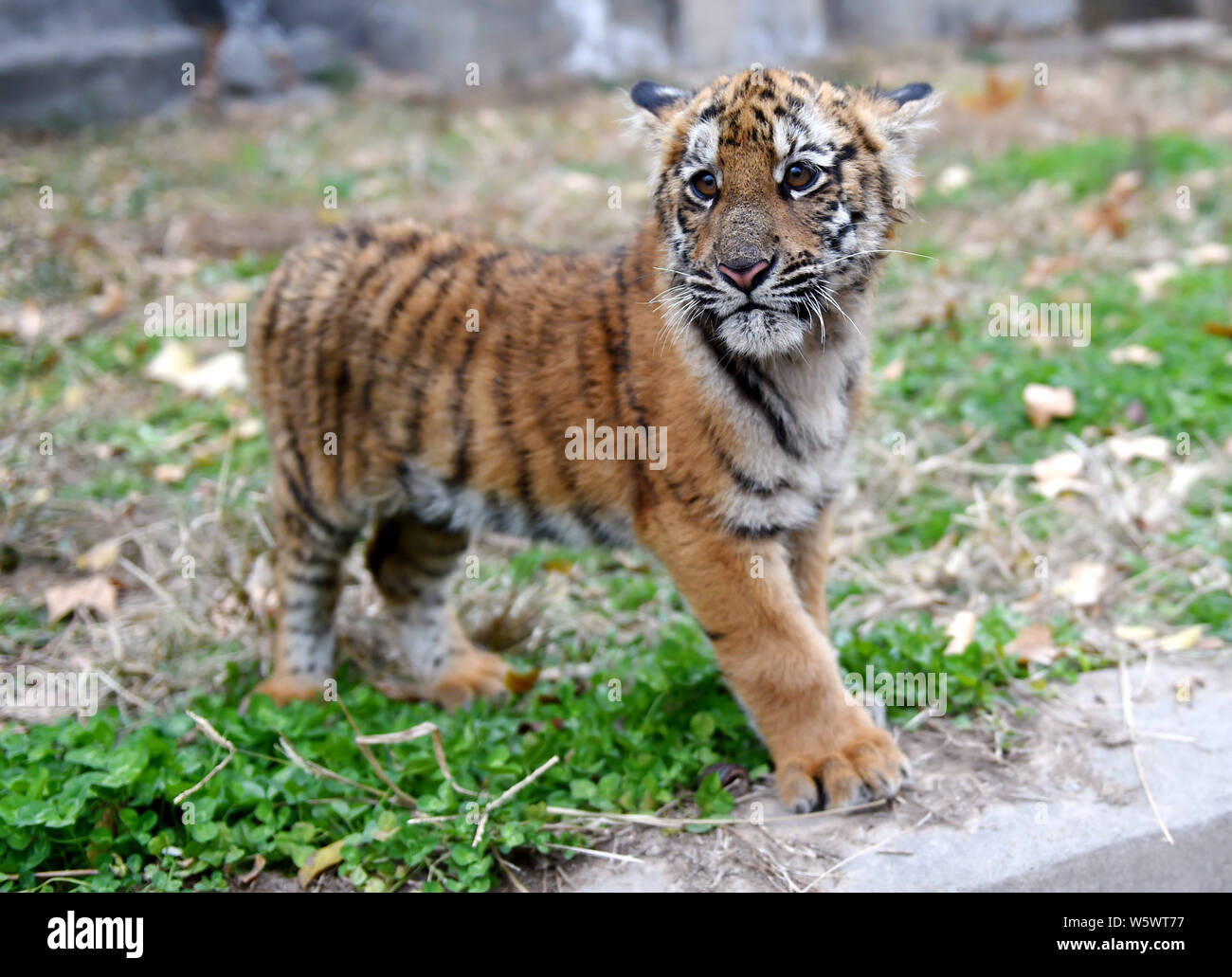 Tiger cub hi-res stock photography and images - Alamy