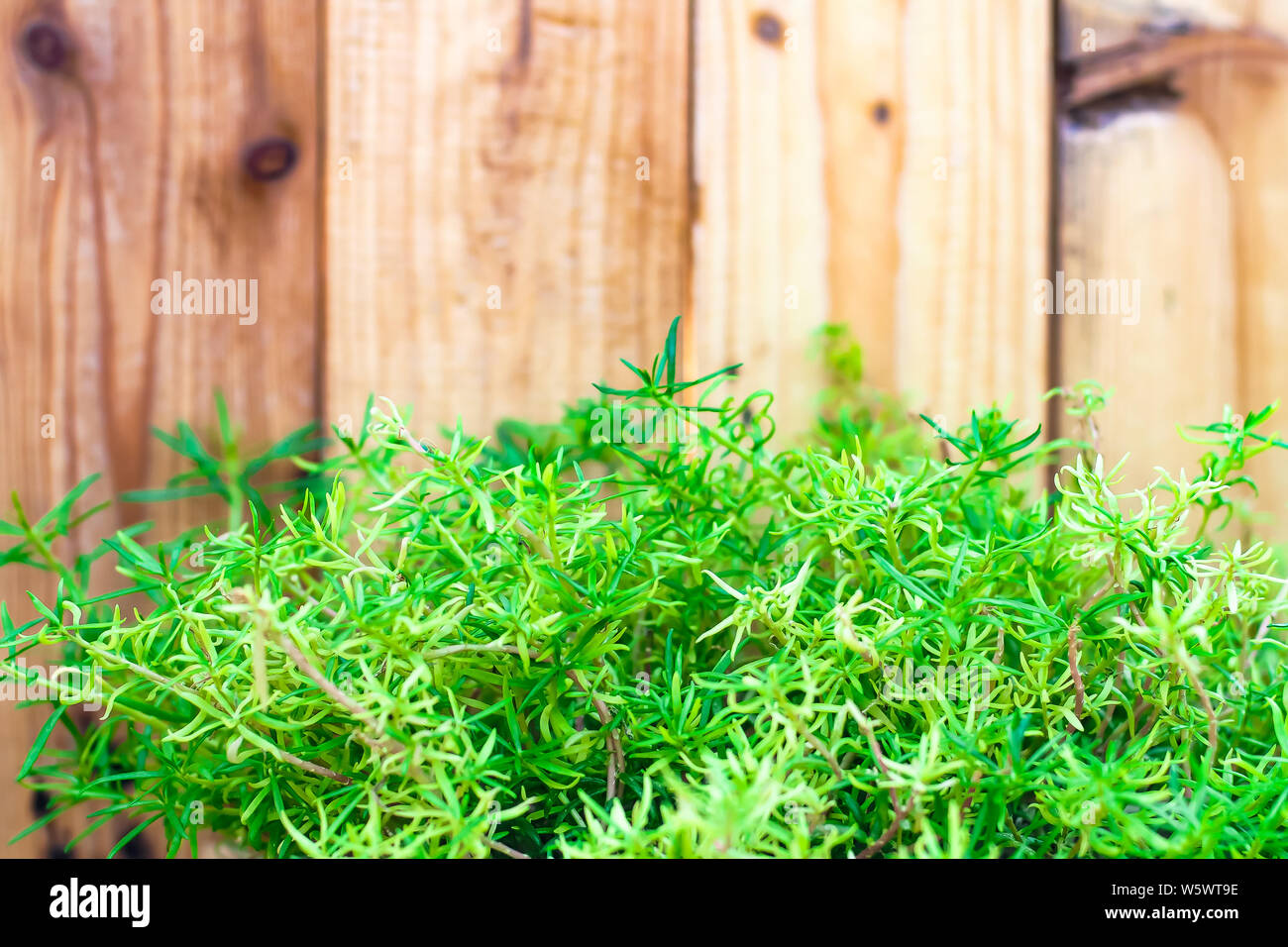 Fresh Spring Green Grass And Leaf Plant Over Wood Fence Background