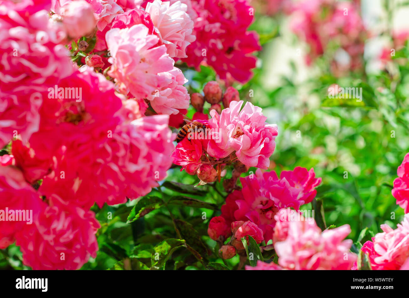 Red rose bush bloom, many small flowers of red color Stock Photo - Alamy