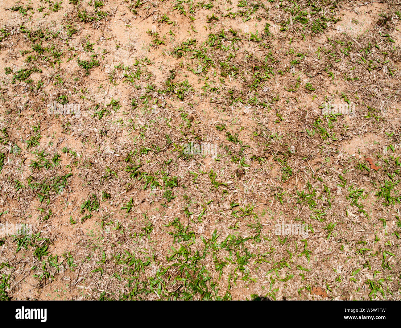 The ground with smaller grasses use for background Stock Photo - Alamy