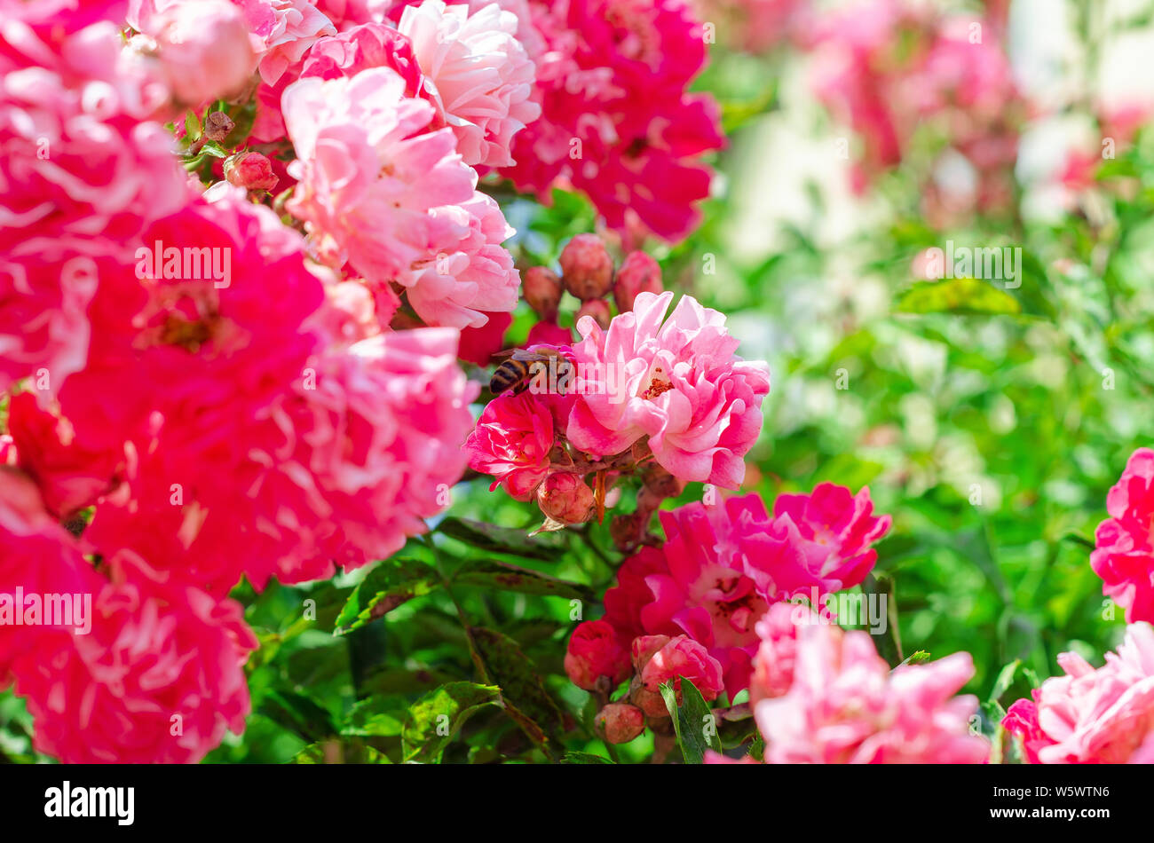 Red rose bush bloom, many small flowers of red color Stock Photo - Alamy