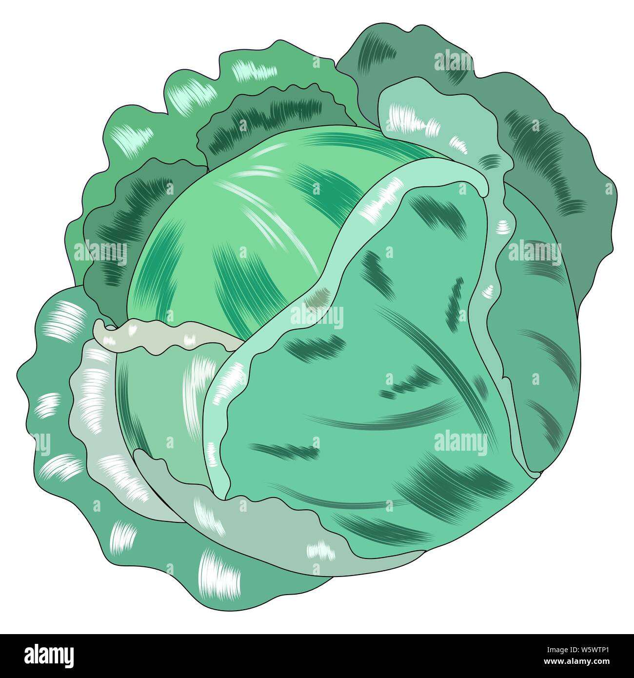 White cabbage. Food supply. Cabbage for the farmers ' market,. Isolated ...