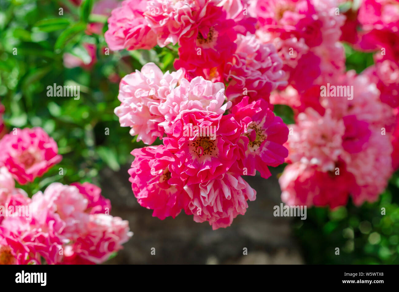 Red rose bush bloom, many small flowers of red color Stock Photo - Alamy
