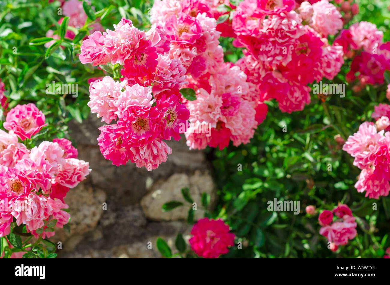 Red rose bush bloom, many small flowers of red color Stock Photo - Alamy