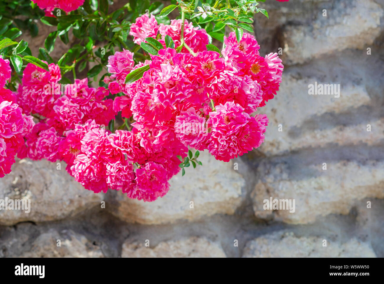 Red rose bush bloom, many small flowers of red color Stock Photo - Alamy