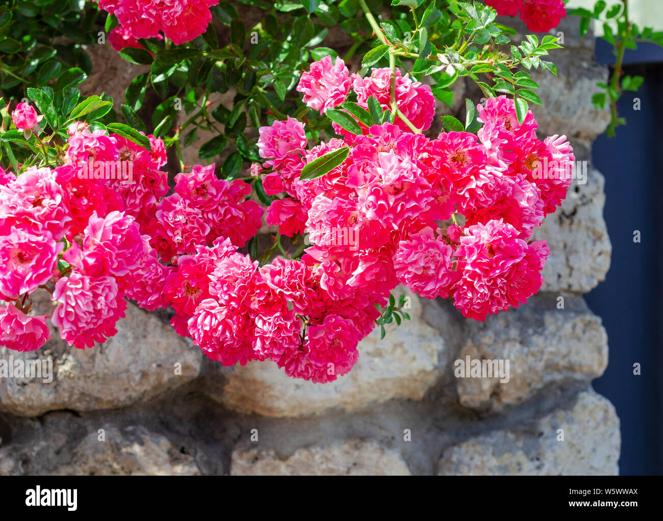 Red rose bush bloom, many small flowers of red color Stock Photo - Alamy
