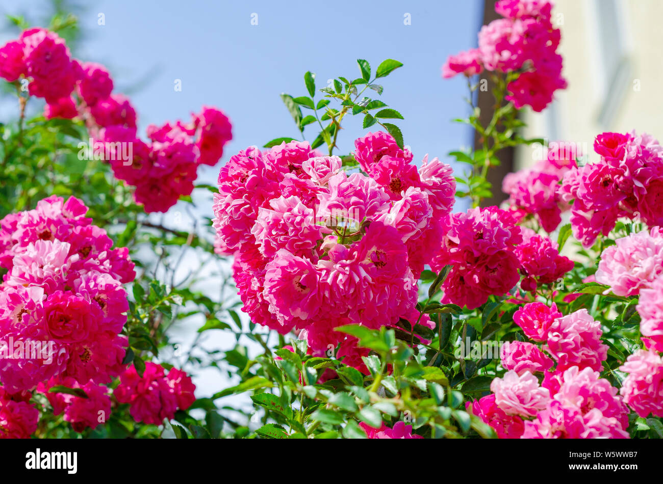Red rose bush bloom, many small flowers of red color Stock Photo - Alamy