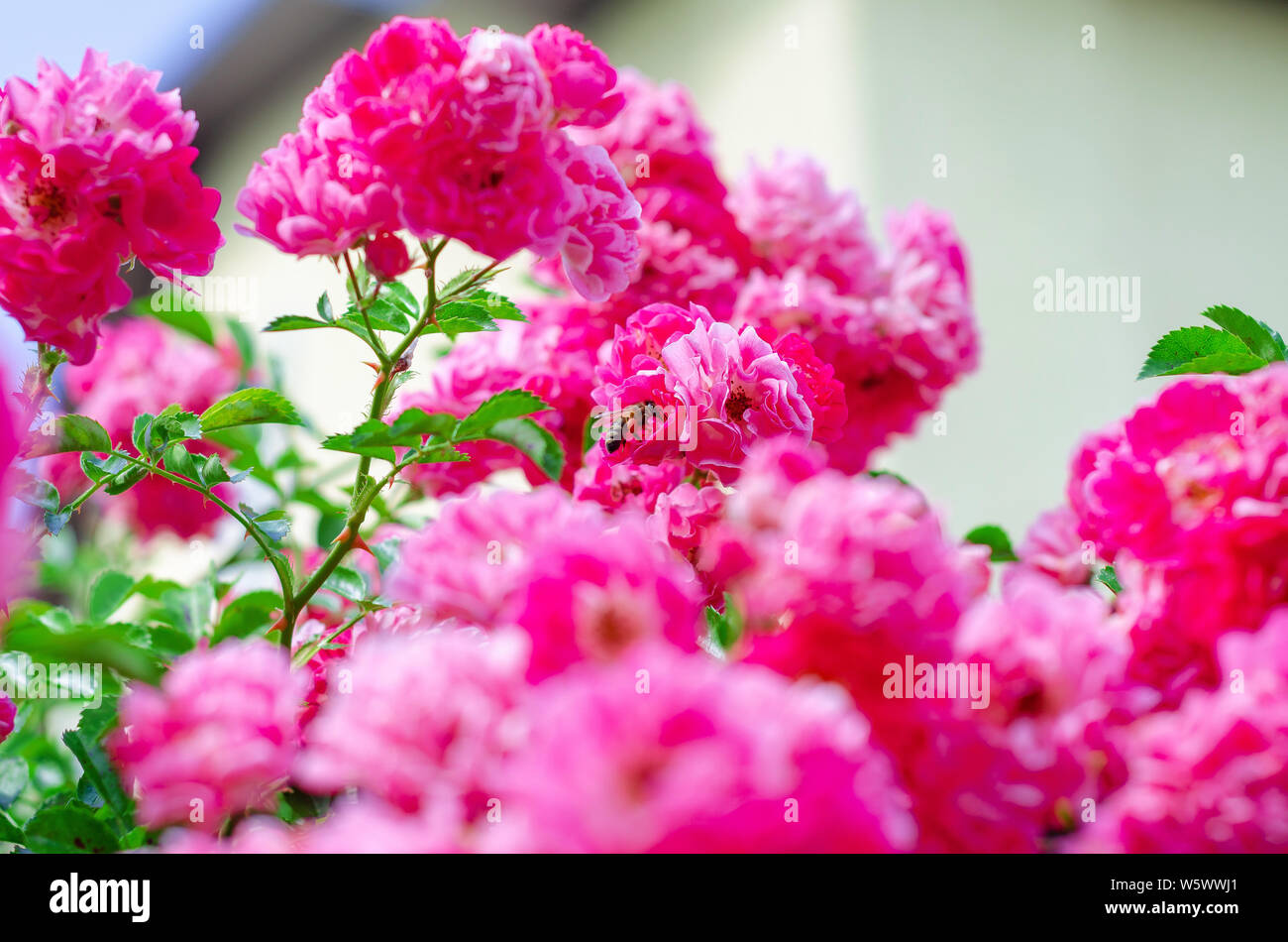 Red rose bush bloom, many small flowers of red color Stock Photo - Alamy