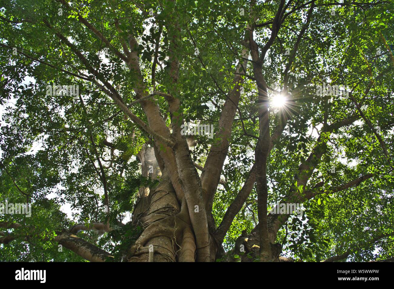 Crown shyness bali hi-res stock photography and images - Alamy
