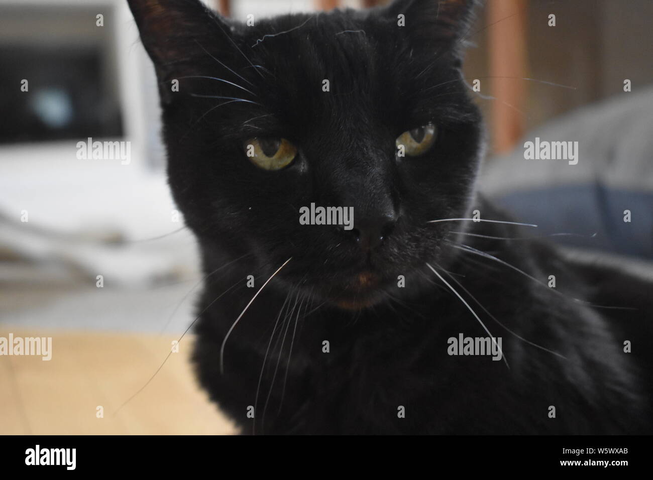 Halloween black cat at home hi-res stock photography and images - Alamy