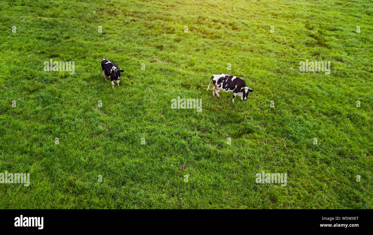 Aerial view cows grazing in hi-res stock photography and images - Alamy