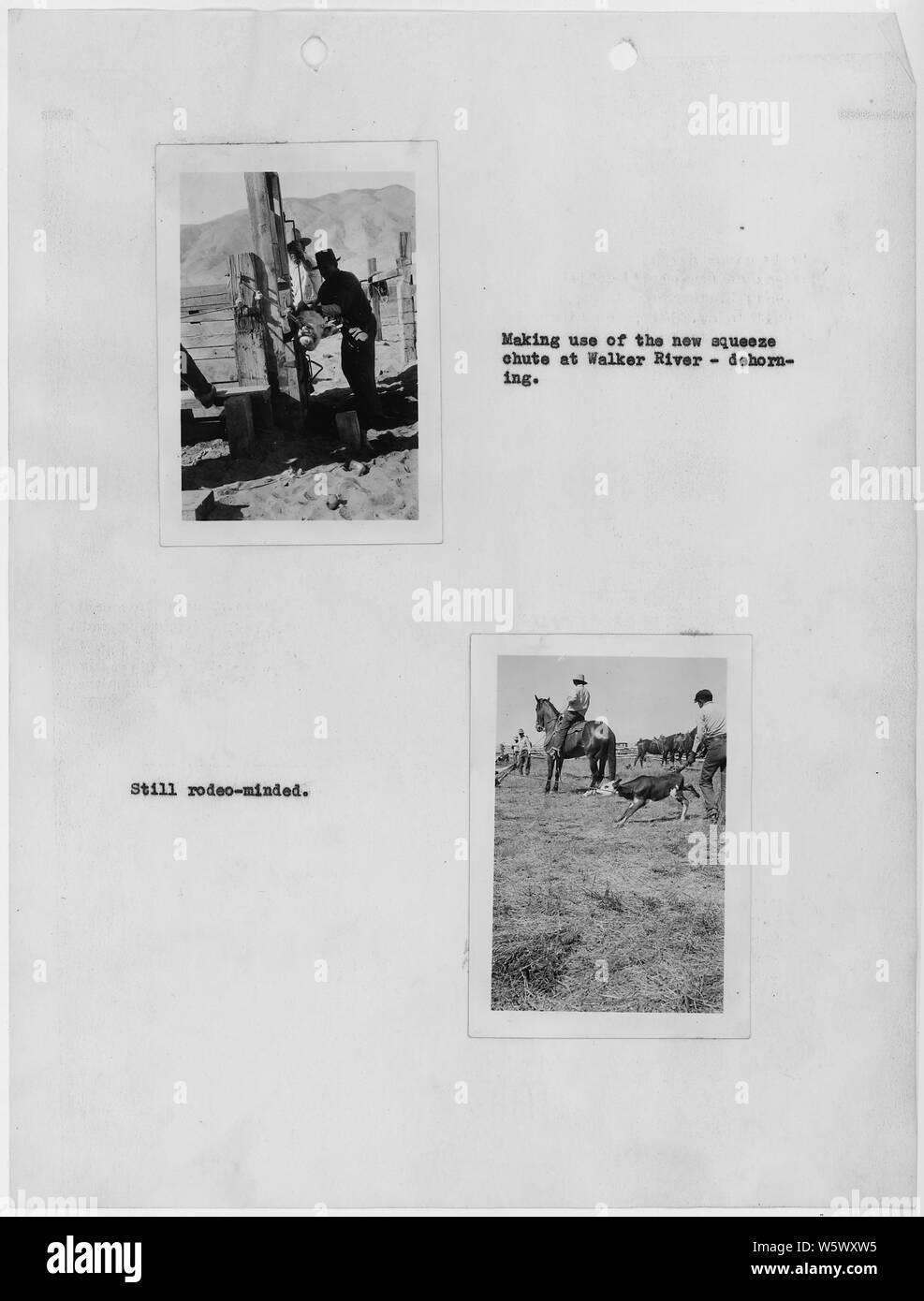 Cattle walker hi-res stock photography and images - Alamy