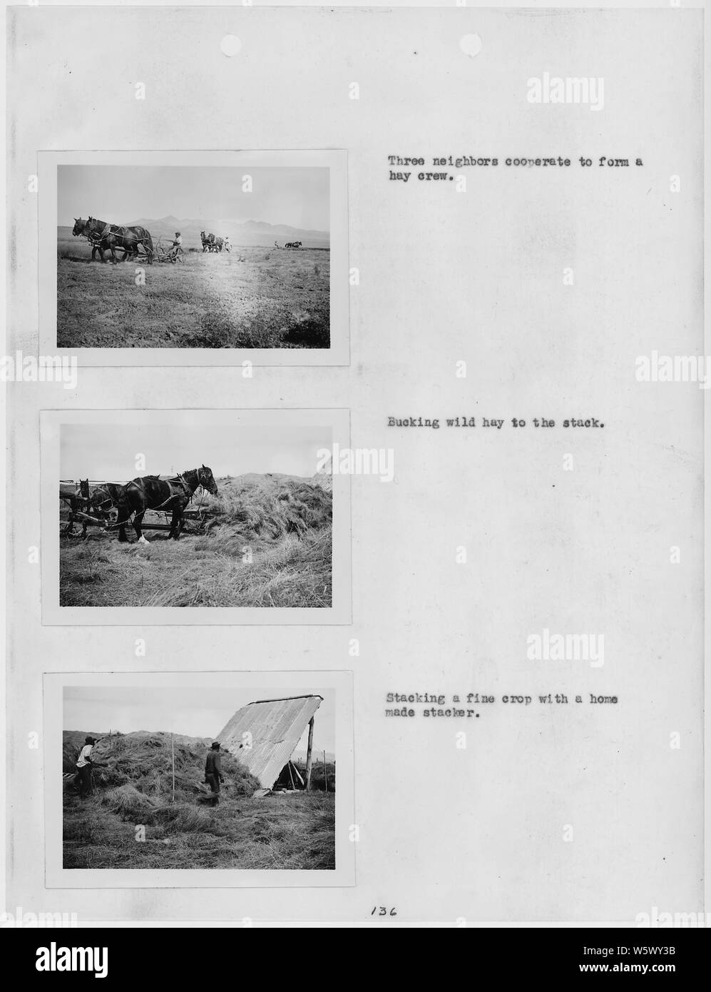 Photographs, with captions, of haying activities at Yomba Reservation ...